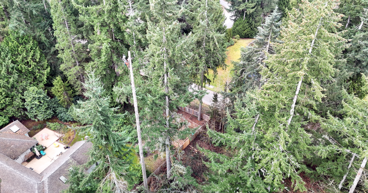 Top Tier 1 Snoqualmie Tree Services Expert