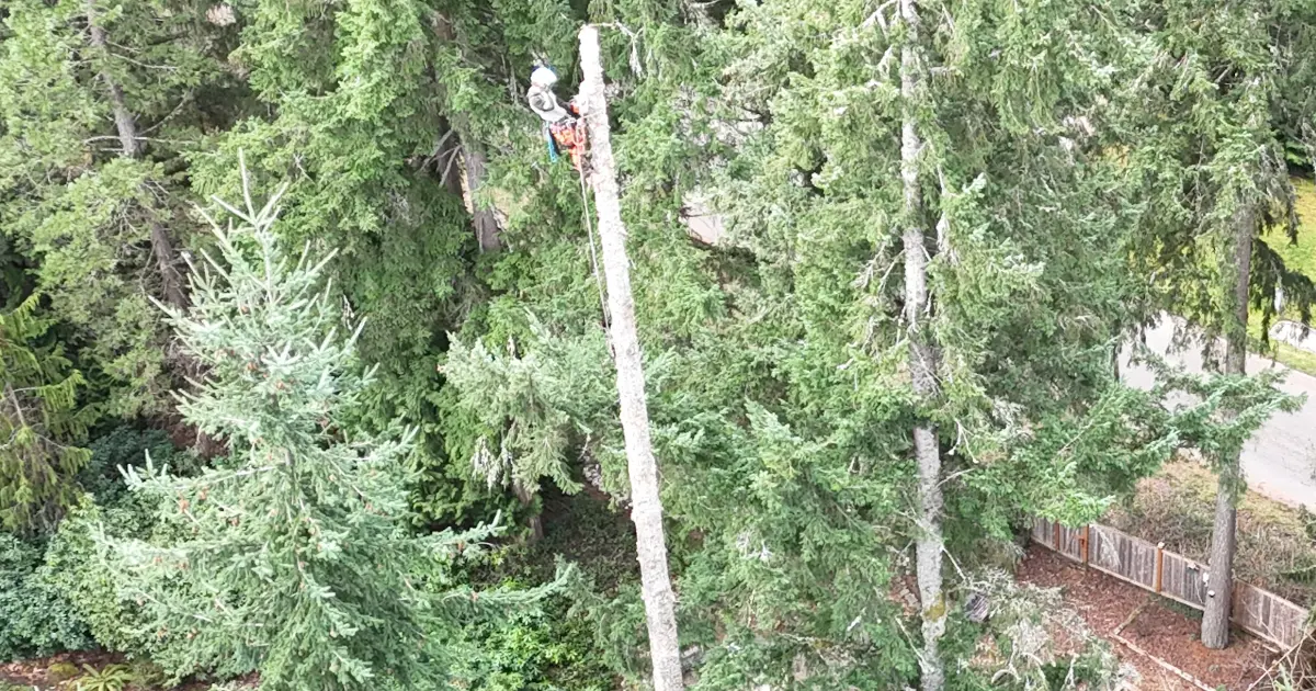 Top Tier 1 Tree Widow Maker Removal Snohomish Expert