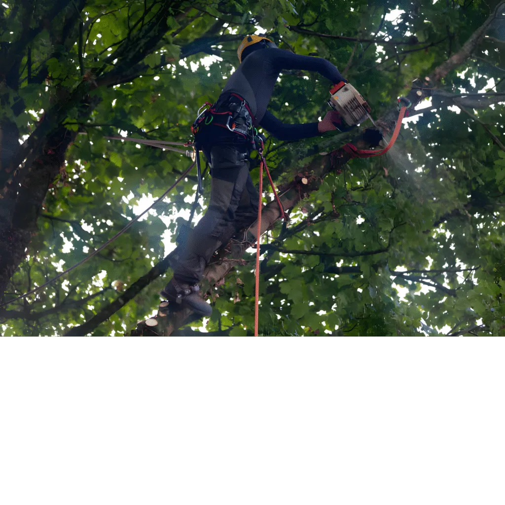 Top Tier 1 Tree Branch Trimming Lake Forest Park Expert