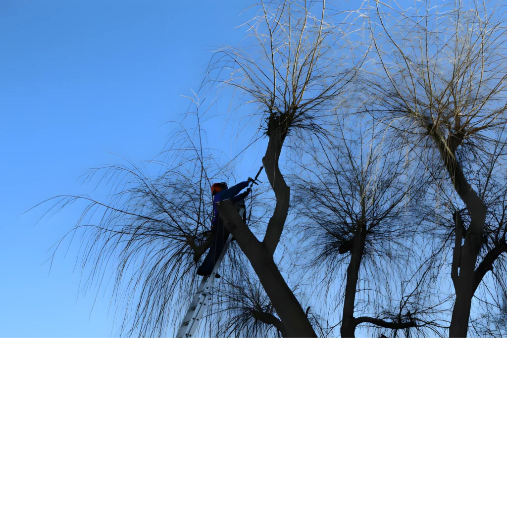 Top Tier 1 Tree Crown Thinning Index Expert