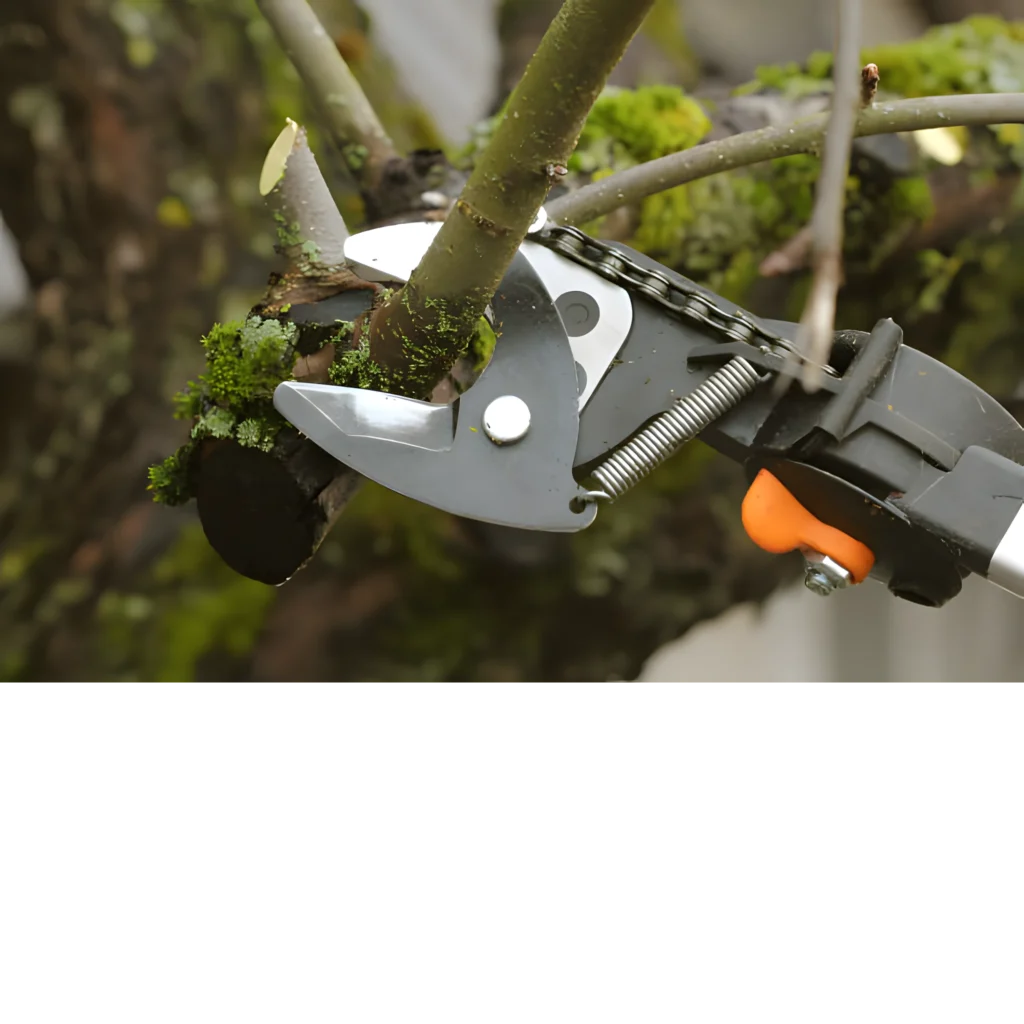 Top Tier 1 Tree Trimming and Pruning Island Expert